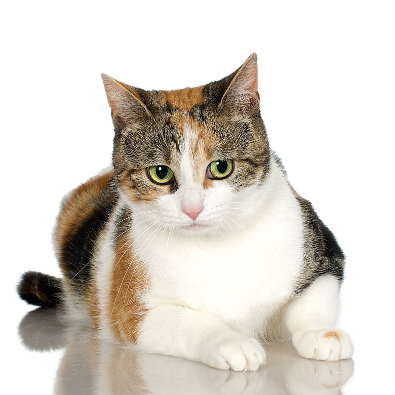 American Shorthair Calico