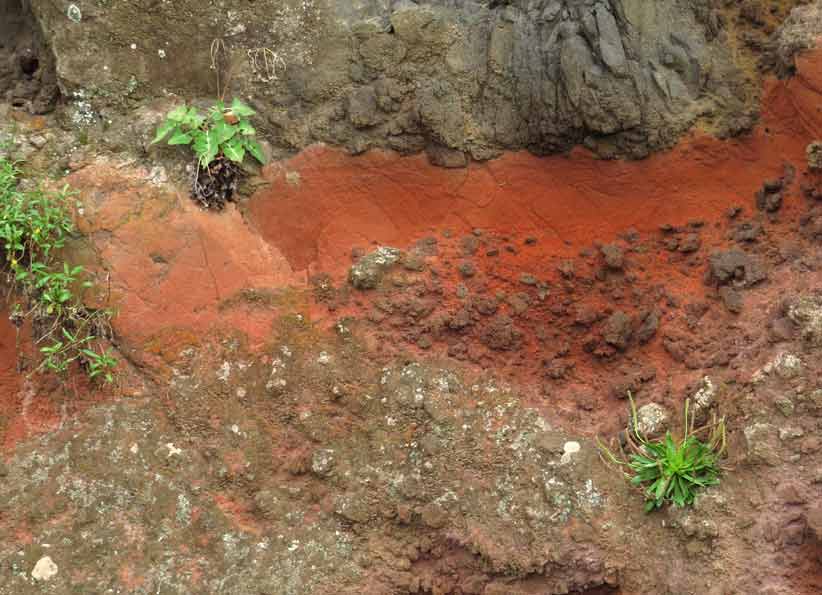 Girls Gardening in France: Madeira Plants