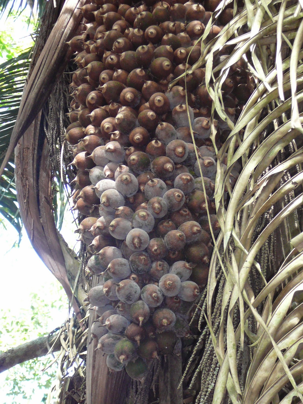 Dreamer Farm Belize: Cohune nuts & healthy eating