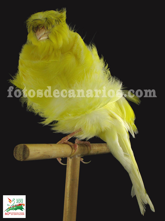 LOS CANARIOS DE POSTURA: Canarios Rizados (1)