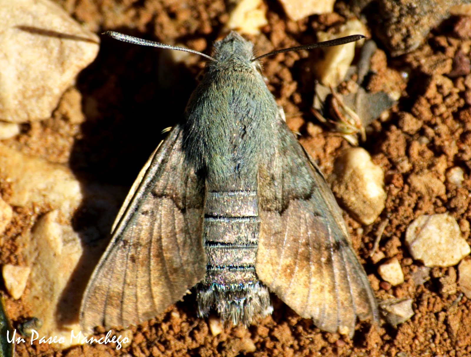 Un Paseo Manchego: La esfinge colibrí; Macroglossum stellatarum.