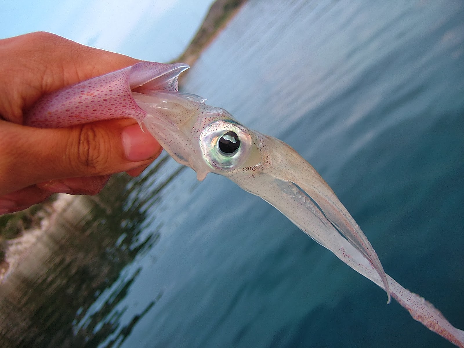 Balık Günlükleri: Karanlık Suların Işıltılı Canavarı: Kalamar