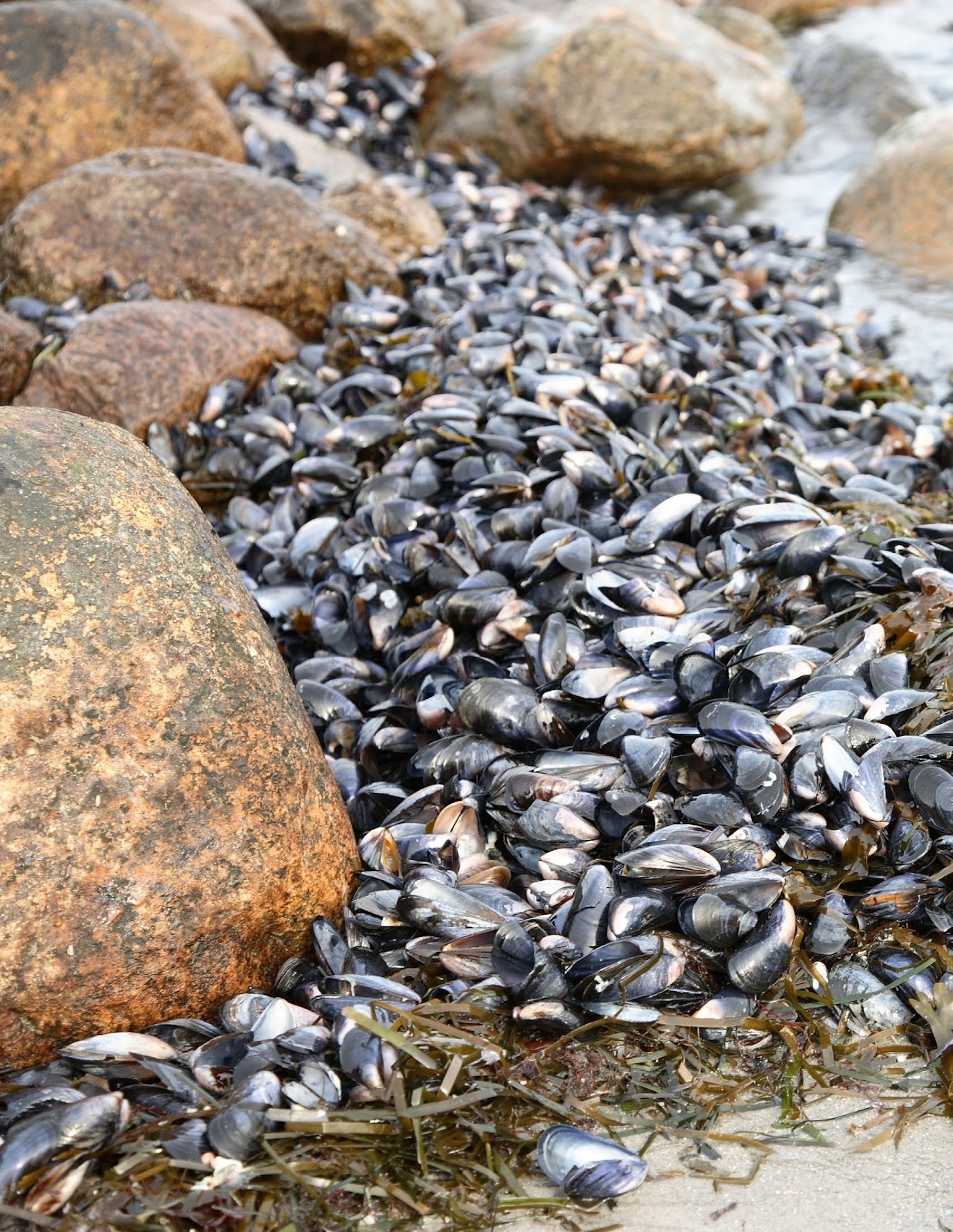 Northeast Ecological Services: Life in the lab: The less glamorous side ...