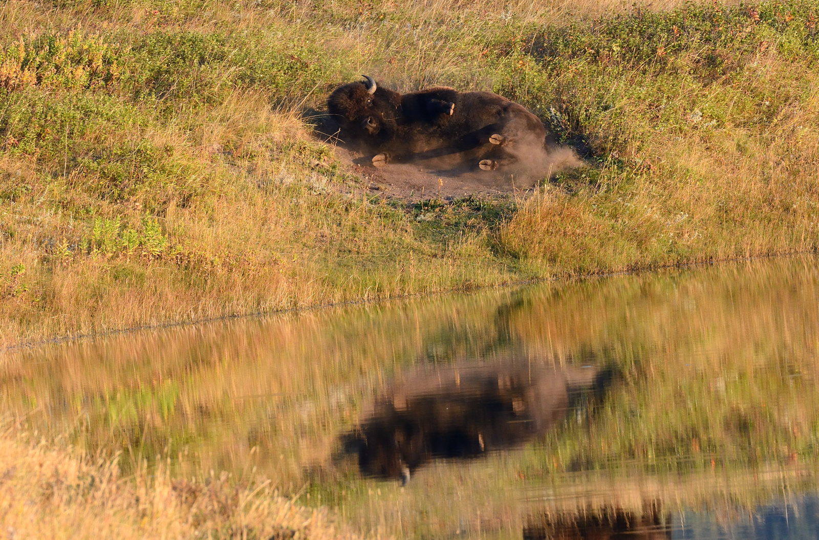 Turbo's Track and Photo Tour: Buffalo, Bears (20140925) Day one in ...