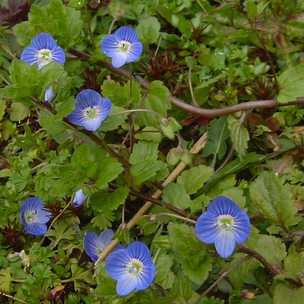 Theobrominated: Wednesday wildflower: Veronica persica
