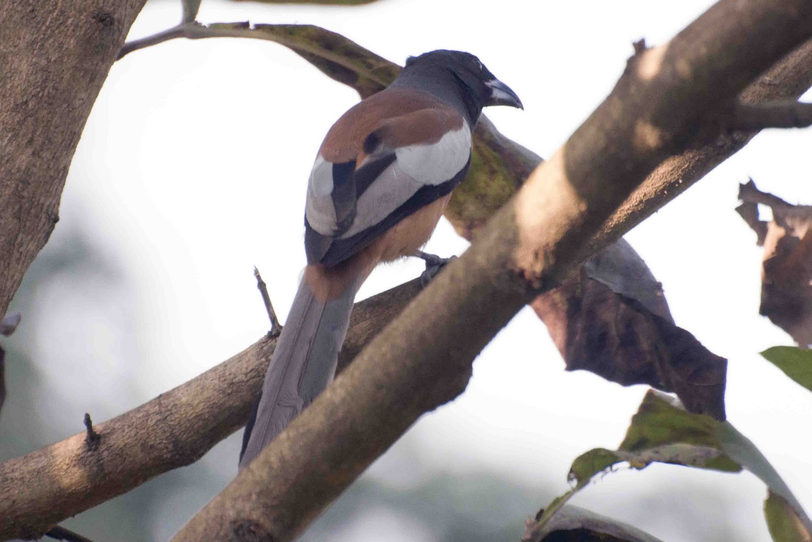 Eyes of "The Nature's Foundation": Banglar Pakhi