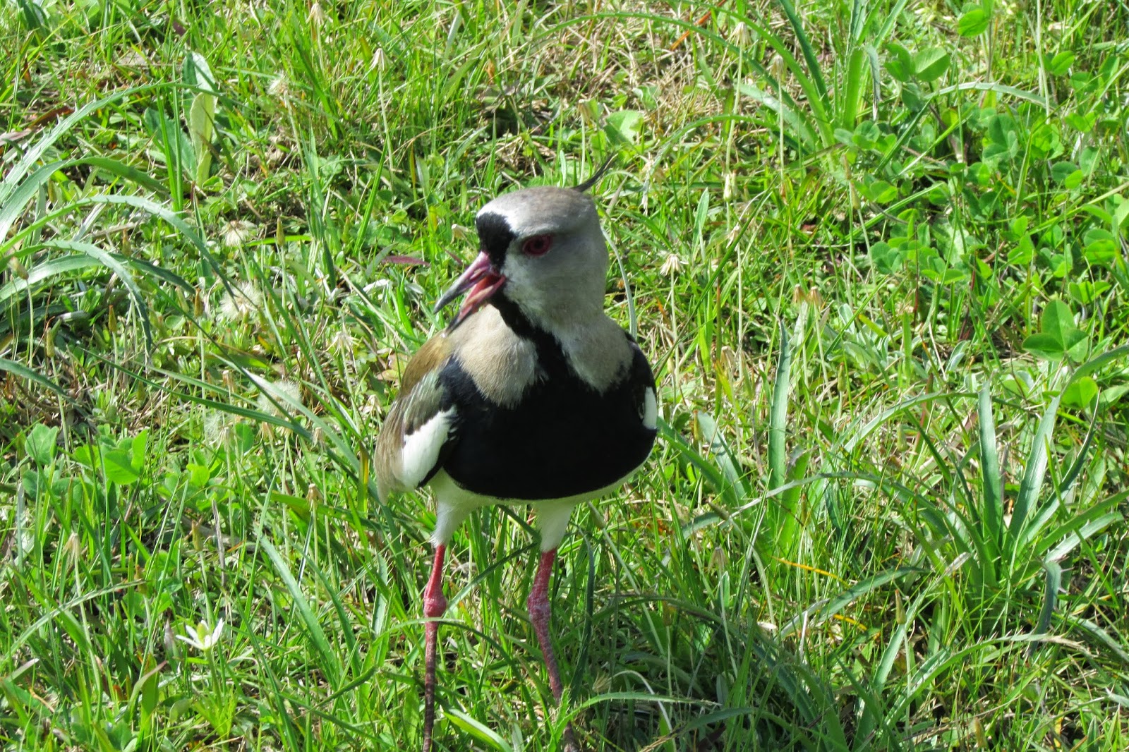 COLECCIONISTA DE HUEVOS DE AVES