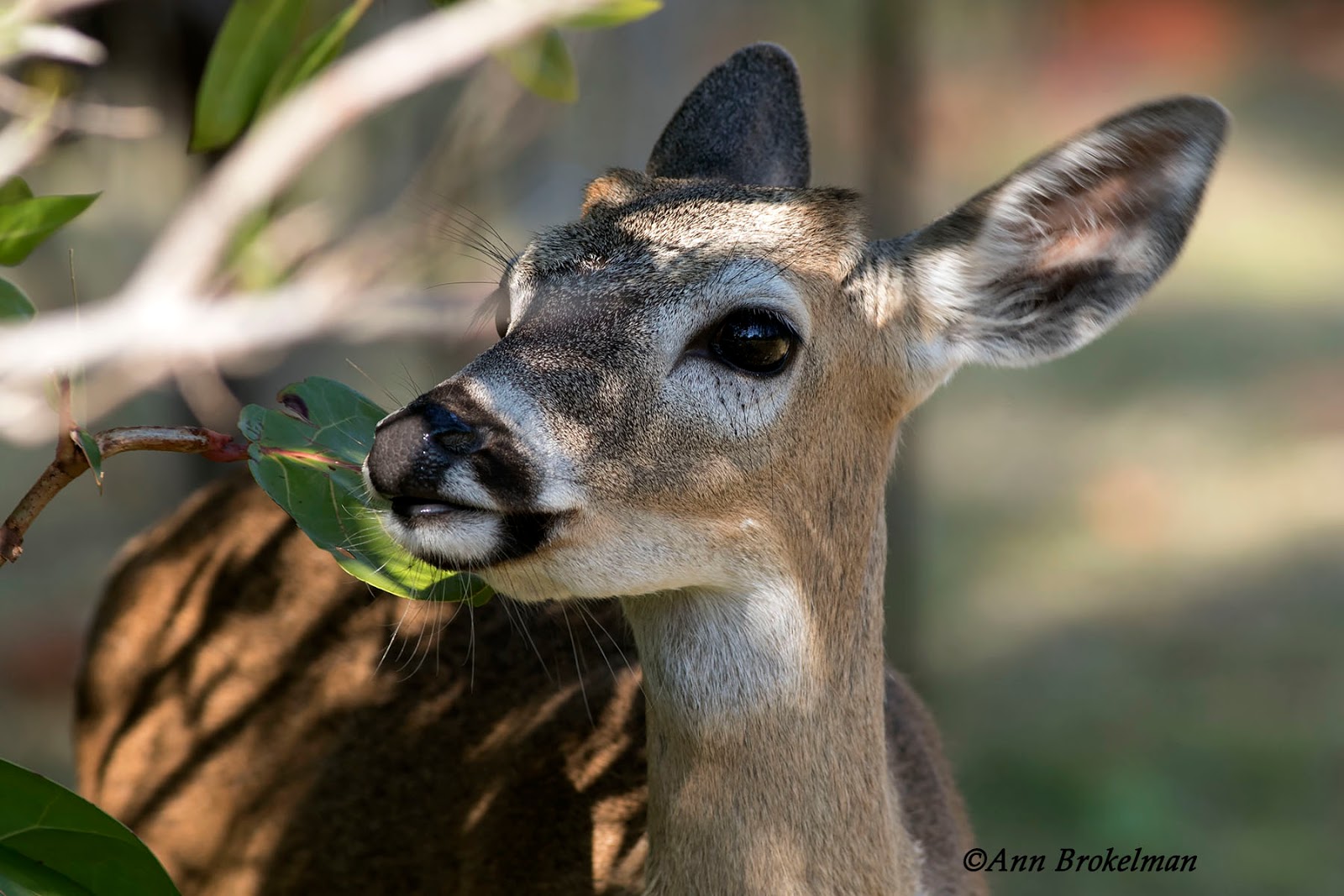 Ann Brokelman Photography: Key Deer - Florida Keys
