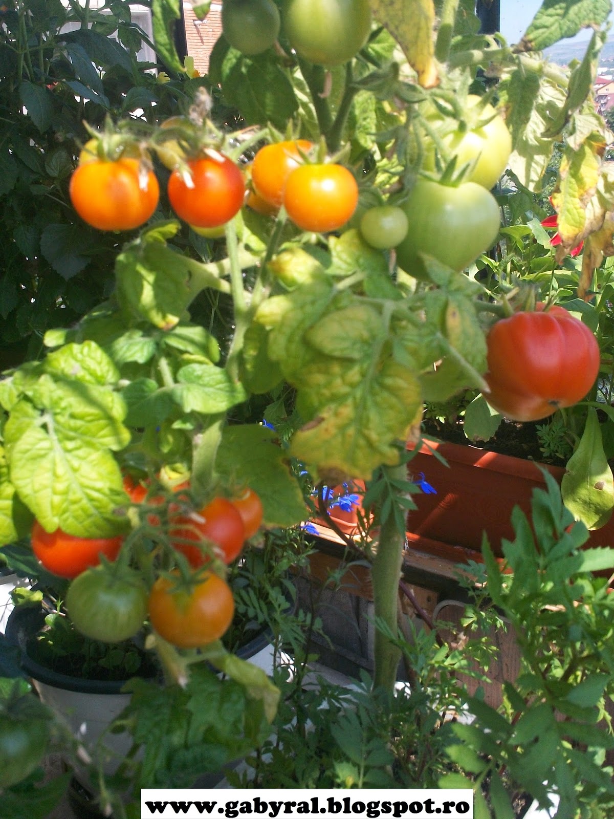 Roșii cherry pe balcon | BRICOLAJ - GRADINA - SFATURI si IDEI