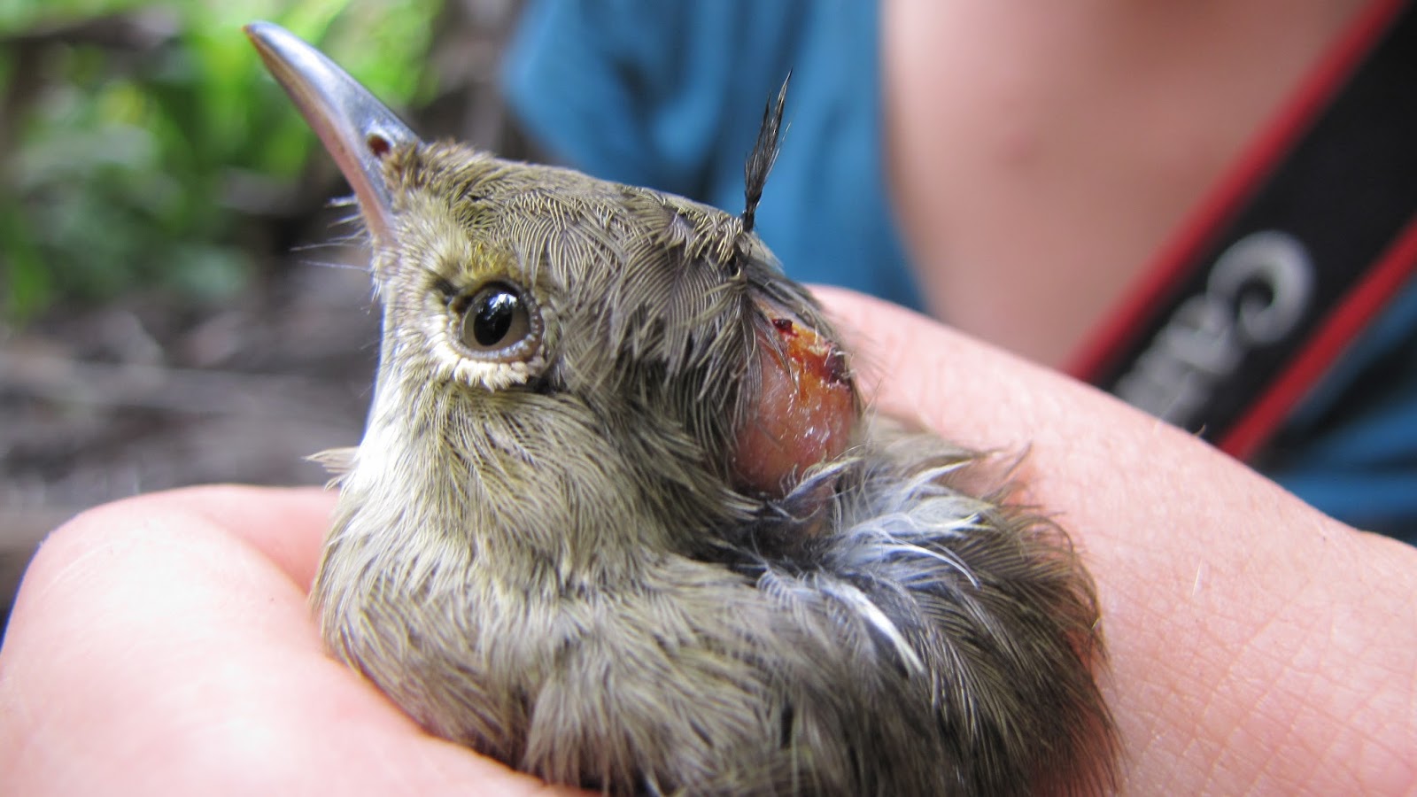 The Green Islands Foundation - Seychelles: Green Islands Foundation ...
