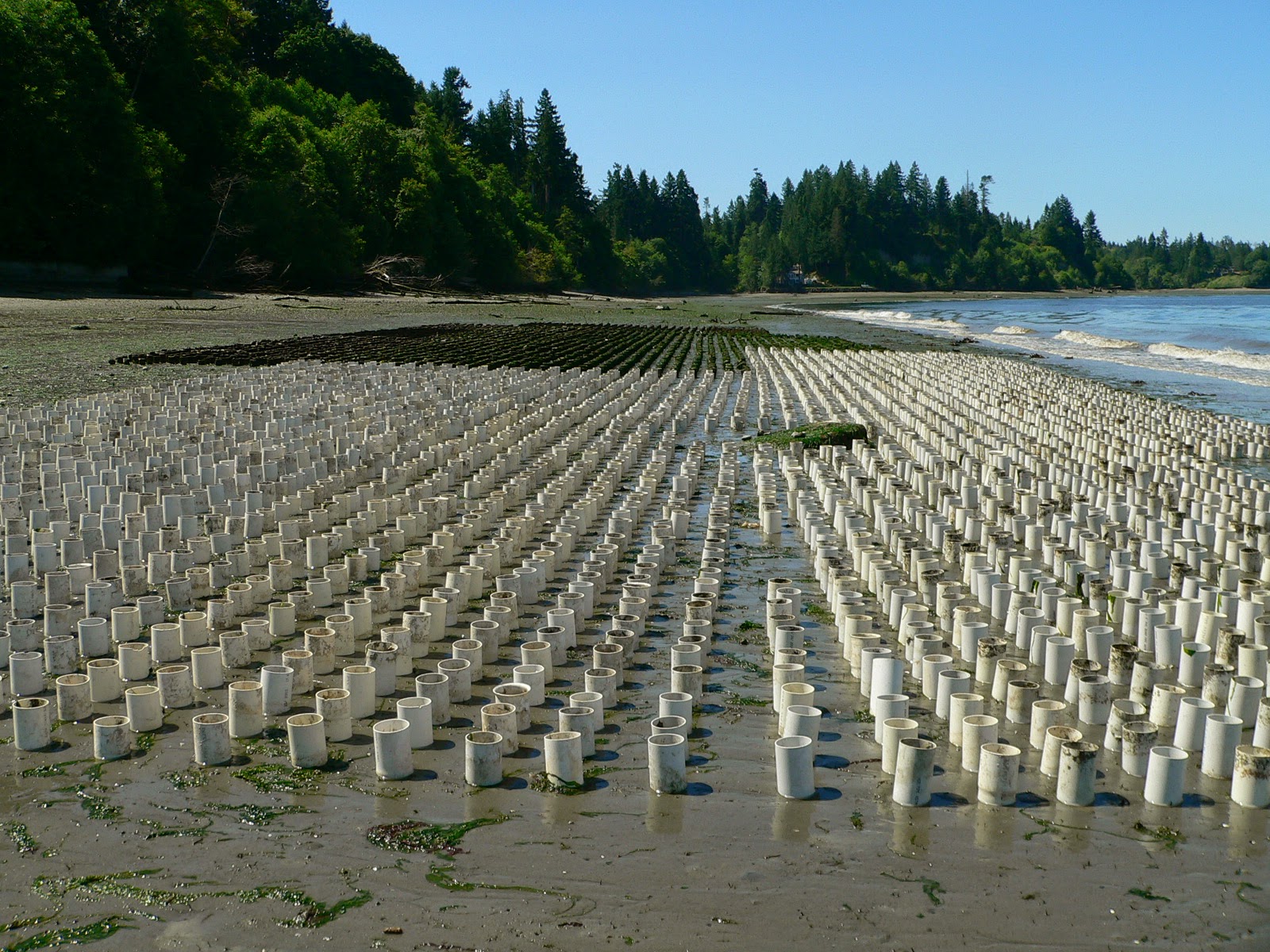 Protect Zangle Cove: Geoduck Farming in Zangle Cove beginning in 2003