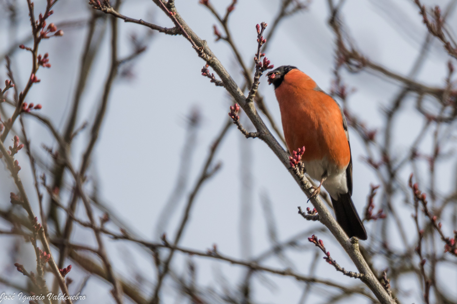 DocNatureBlog: Colorín, colorado, éste pájaro me ha encantado ...