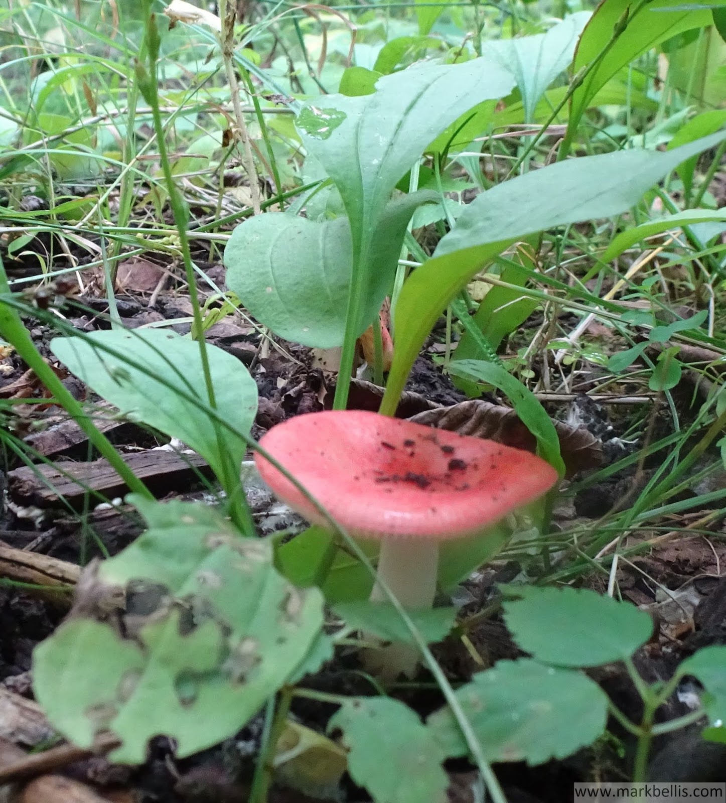 Mark Bellis: Red top mushroom