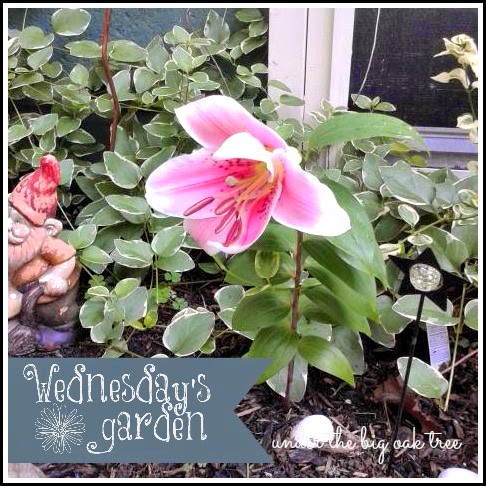 Under the Big Oak Tree: Wednesday's Garden ~ Lilies