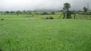 On the Edge of Sahyadris: Ahupe Ghat: A memorable walk through heaven