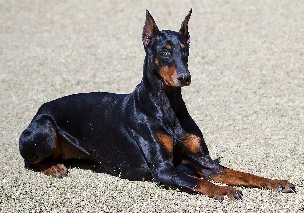 SOS Animal com amor: Dobermann o misterioso
