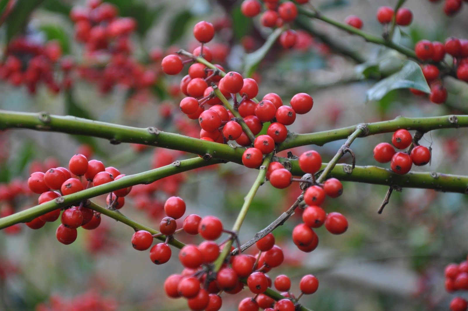 Cats, Dogs and Eiderdowns: Forde Abbey in November