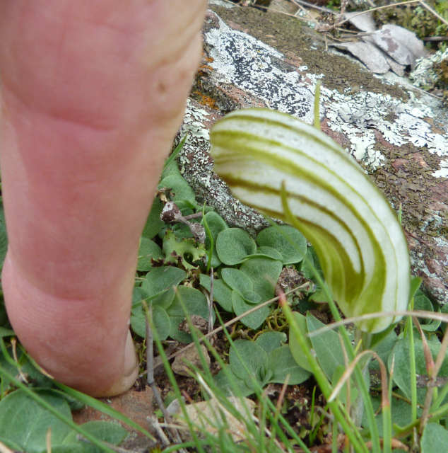 Little Dumpies and friends