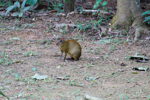Lazy Bones Running: R.O.U.S's Rodents of Unusual Size in Peruvian Amazon