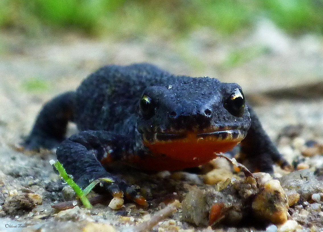 Z cyklu Bioróżnorodność / from the Biodiversity series: Triturus ...