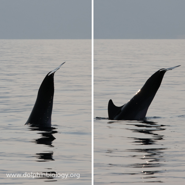 Dolphin Biology and Conservation: Bottlenose dolphin head standing