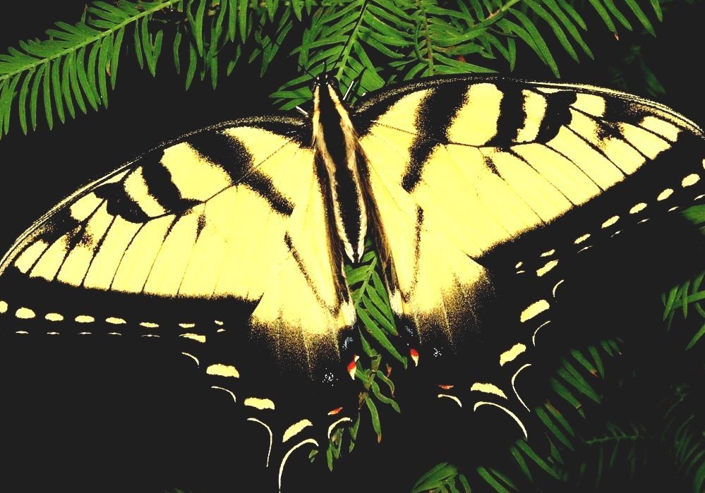 List Of U.S. State Butterflies - West Virginia State Butterfly