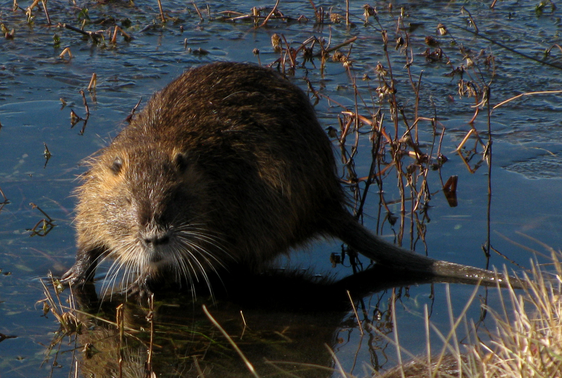 Nutria