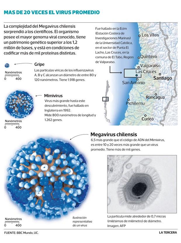 Diagnostico X: Atrapan al Megavirus, el más grande conocido hasta ahora