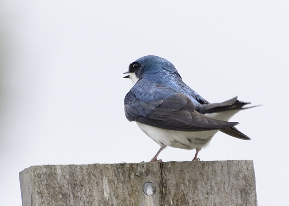 Katahdin, The Maine North Woods and Florida: Tree Swallows setting up ...