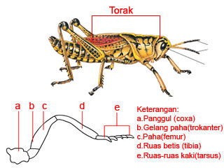 insekta