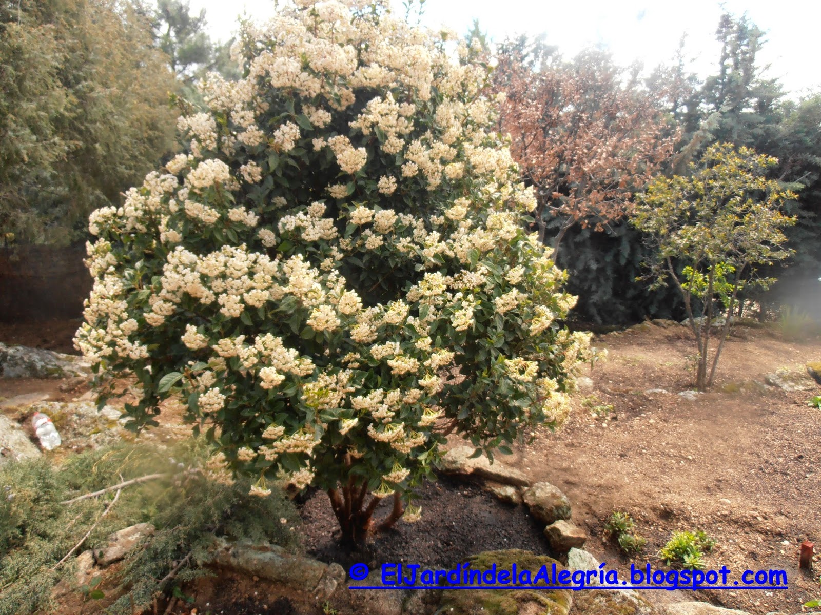 El jardín de la alegría : Viburnum tinus (Durillo) Un arbusto precioso