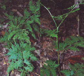 Provider to experience the beauty of the ocean: Taman Herba Tasik Kenyir