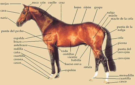 BLOC HIPICA DANI Y JOEL
