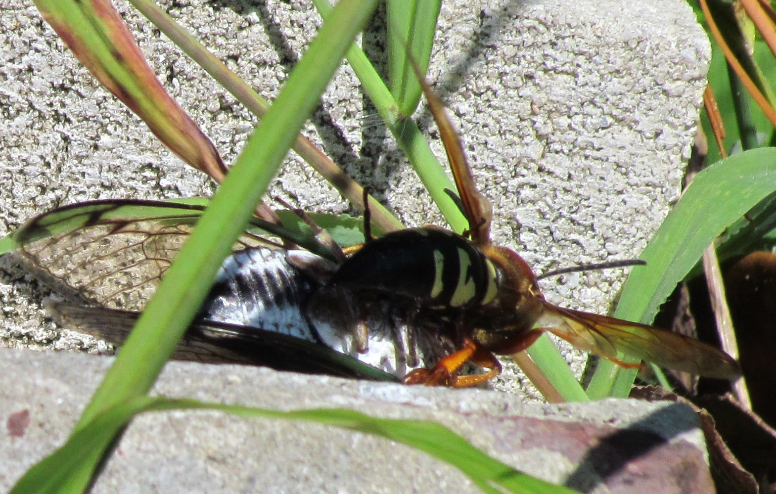 Tim's Backyard: Cicada Killer Wasp