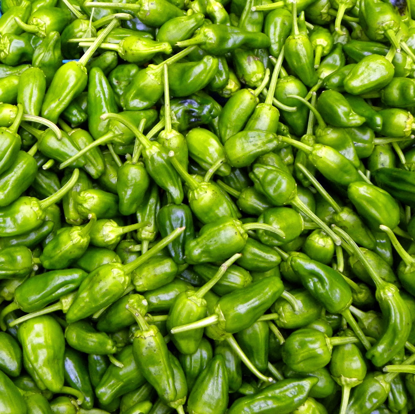 Cook's Cache: Padron Peppers