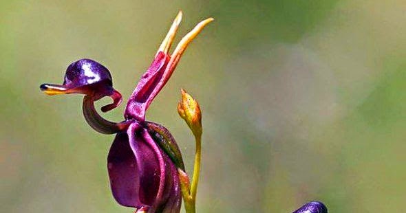 20+ Amazing and Weird Flowers Which Will Make You Laugh