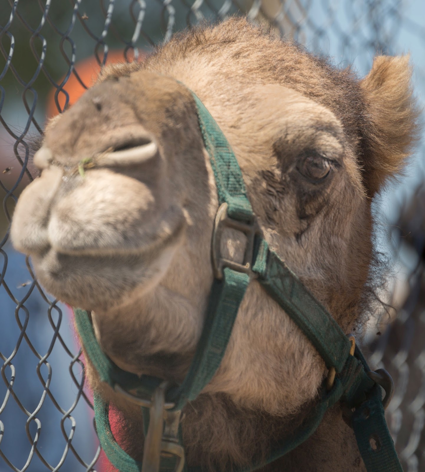 James Gordon Patterson Photography: Camel and Ostrich Racing at Turf ...