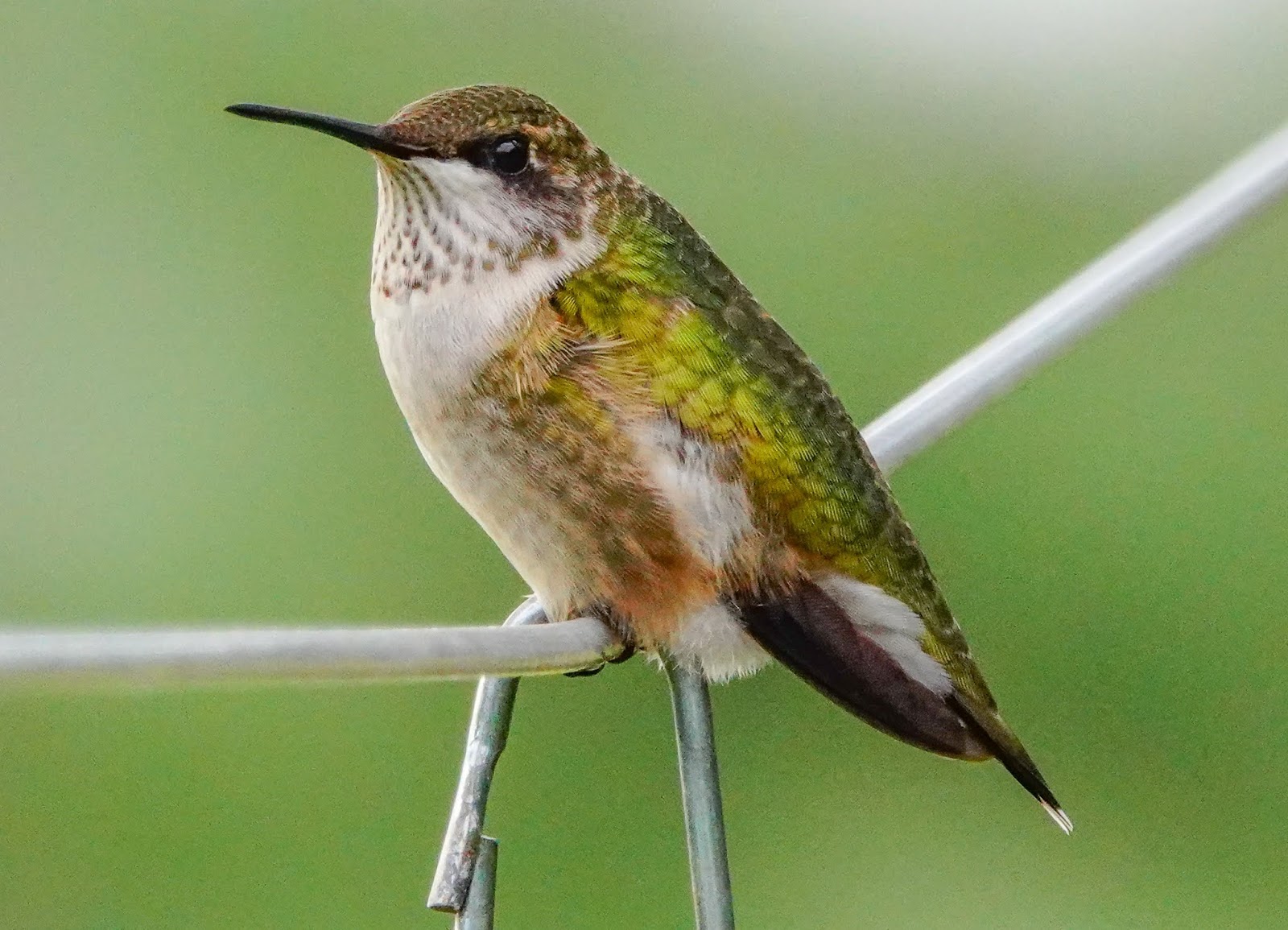 Gale's Photo and Birding Blog: Ruby-throated Hummingbird