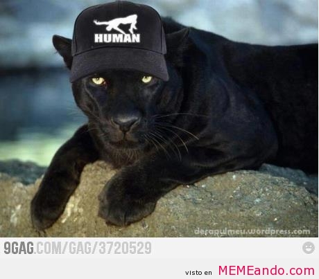 Los lazaristas: Puma fumador