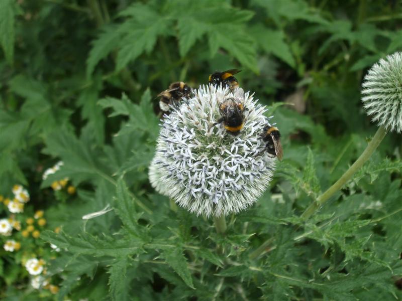 The Compost Bin Bumblebee Sex The Echinops And Sunflower Bed In Daylight