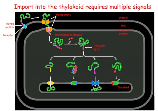 Mekanisme Sorting Protein dari Sitosol ke Organel