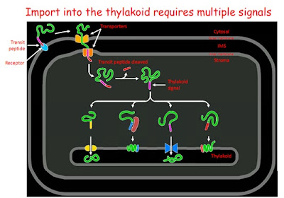 Mekanisme Sorting Protein dari Sitosol ke Organel