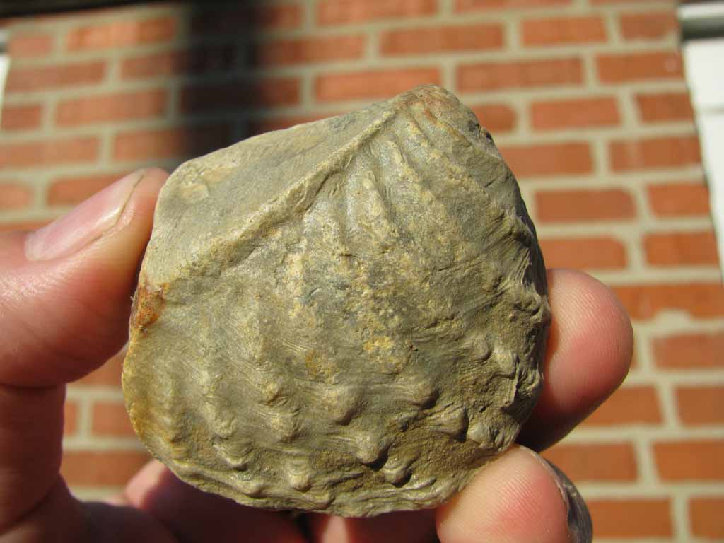 Views of the Mahantango: A trio of Trigonia from France