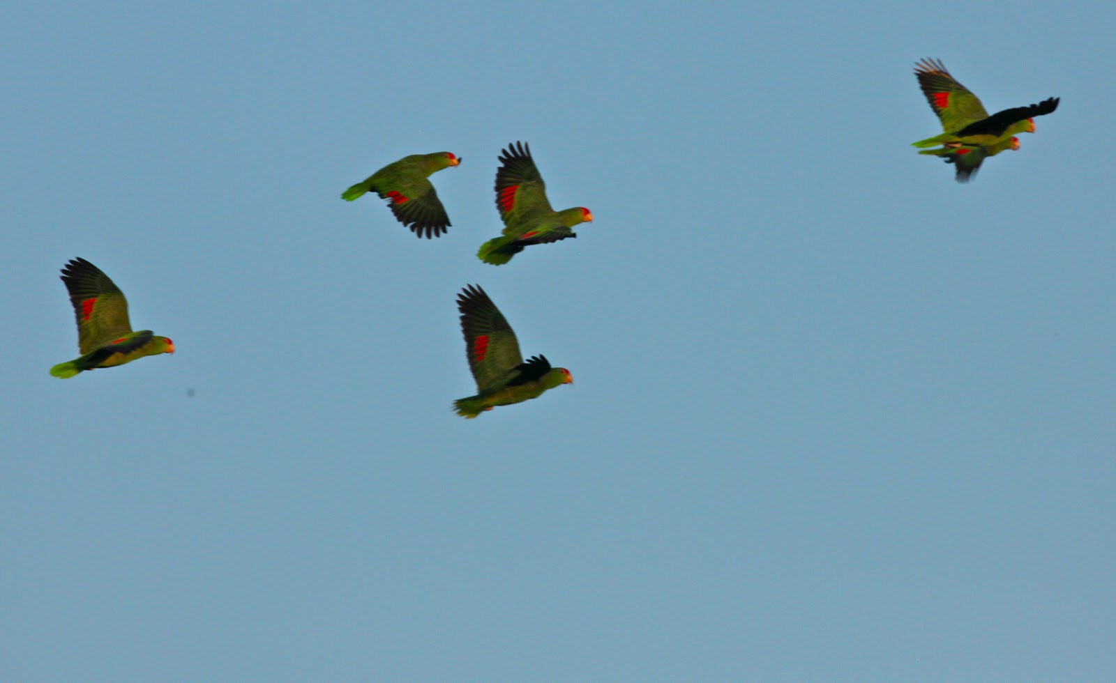 Birding Is Fun!: A New Mexican Ventures to South Texas
