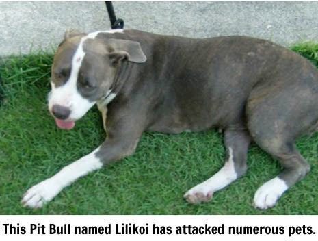 Four legged friends (and enemies): ADDED MORE PHOTOS - Hawaii: "He had ...