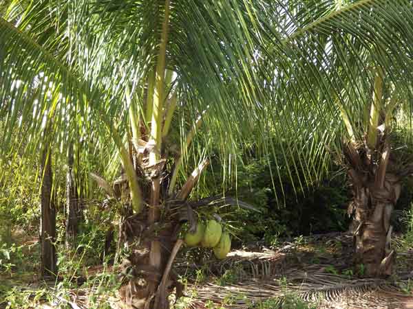 FRUTAS BRASIL: Cultivares de Coqueiro
