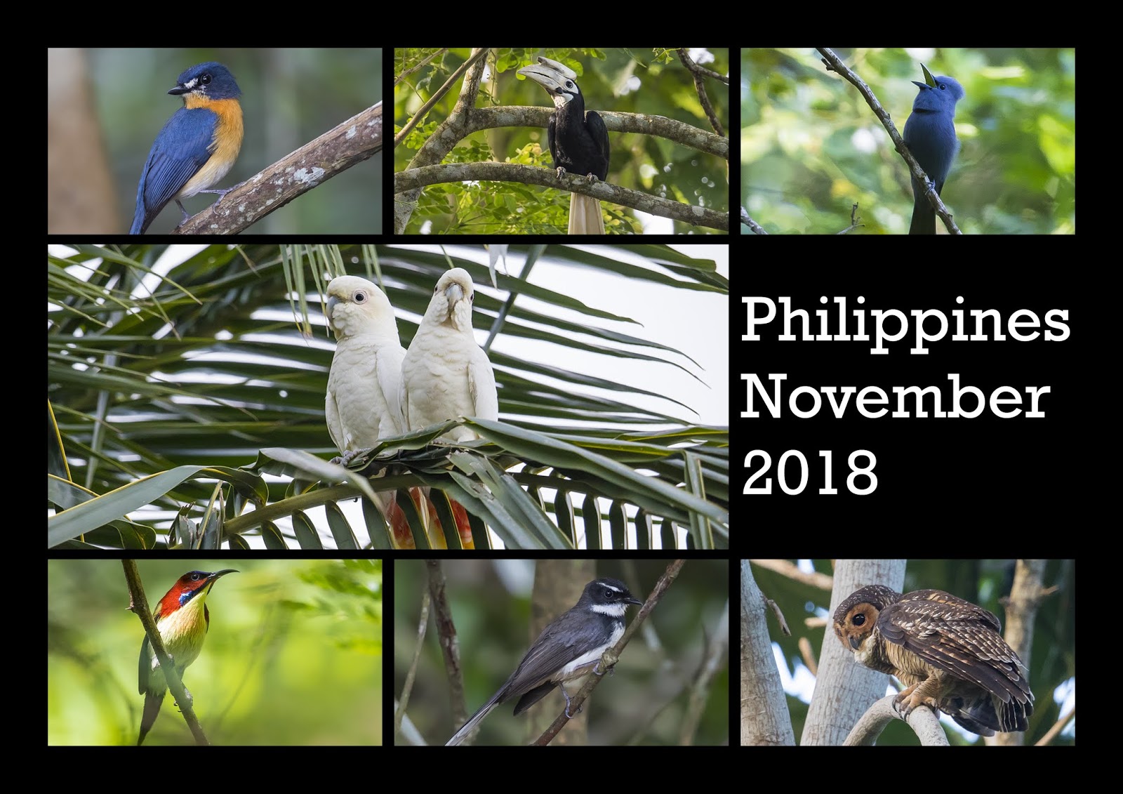 As The Crow Flies - a Hong Kong Birding Blog: Philippines - Palawan ...