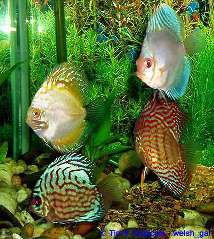 Discus: Discus Information