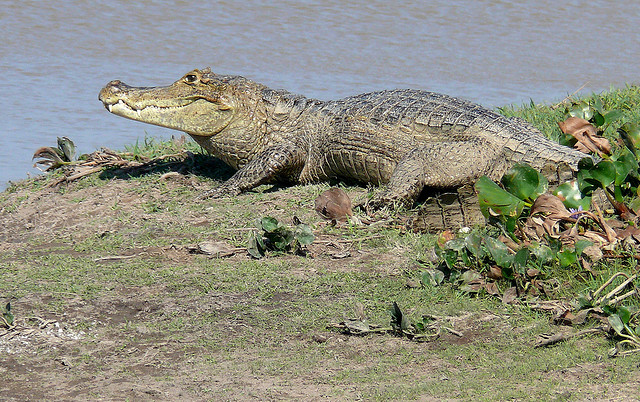 Fauna de Nuestro Estado Apure: Babo