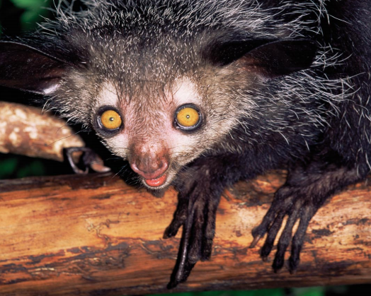 World's Creepiest Animal